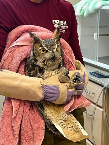 Rehabilitated great horned owl released in Cape Coral - Cape Coral Breeze
